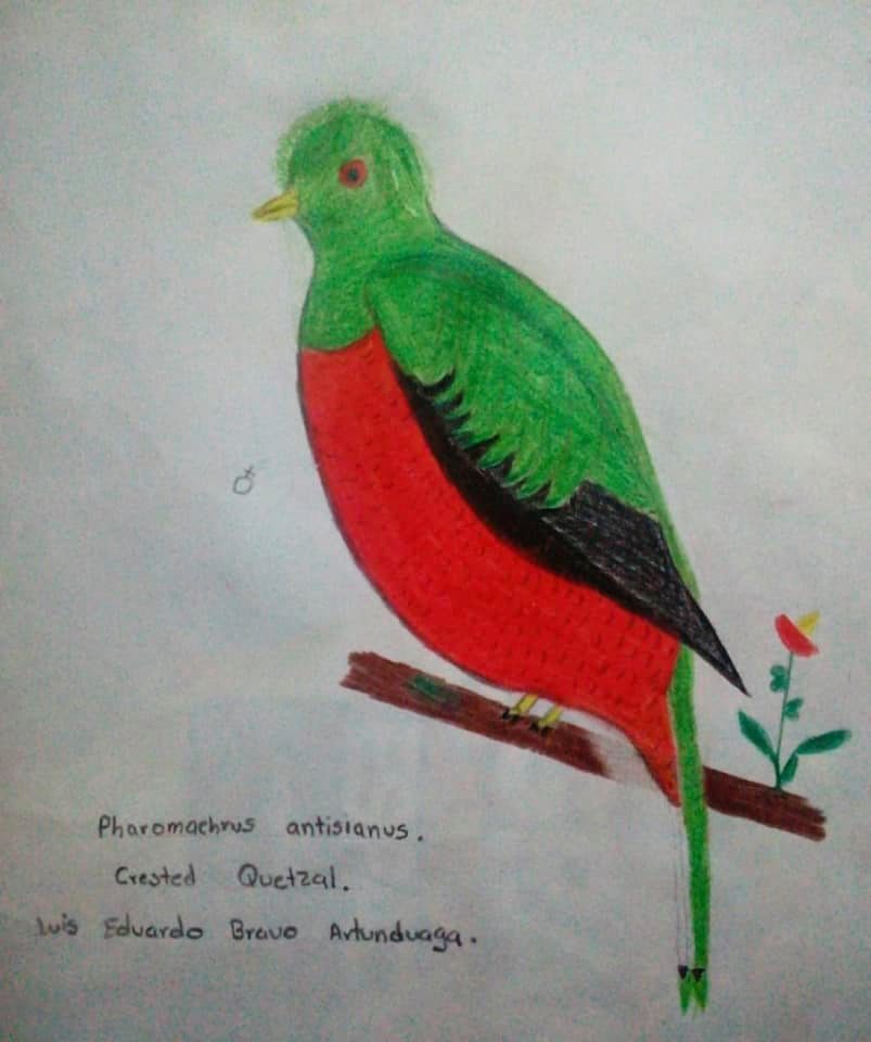 Quetzal Crestado/Crested Quetzal/Pharomachrus antisianus – Guardián de ...