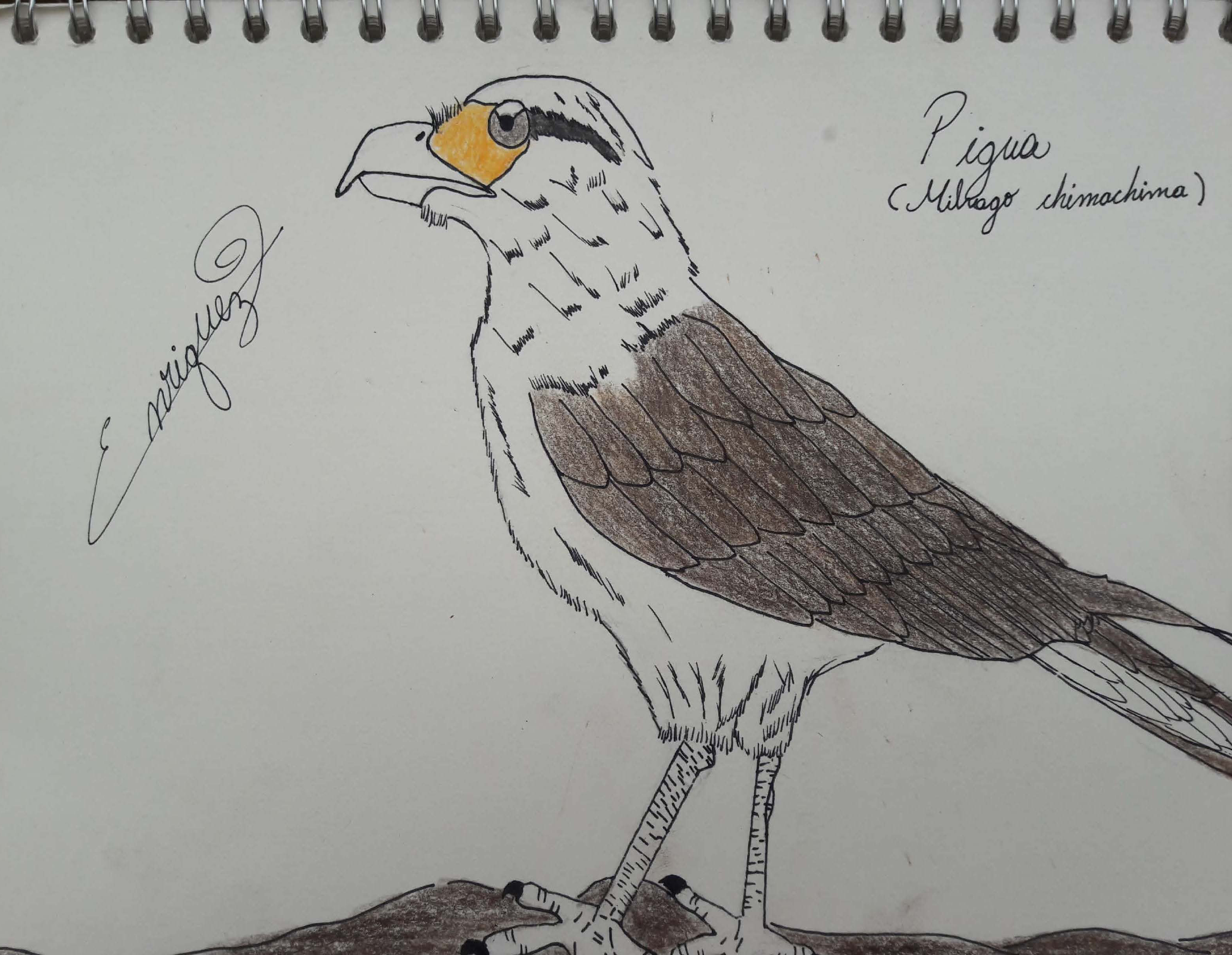 Pigua/Yellow-headed Caracara/Milvago chimachima – Guardián de las Aves